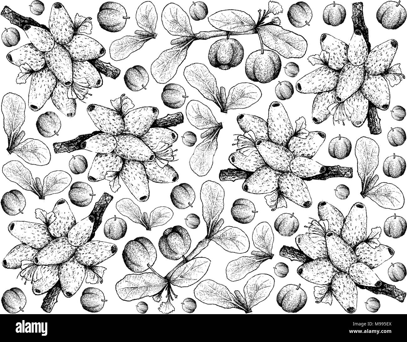 Berry Fruit, Illustration Wallpaper Background of Hand Drawn Sketch of ...