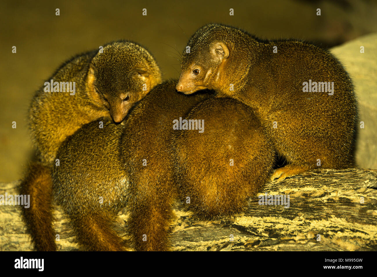 Family cuddling hi-res stock photography and images - Alamy