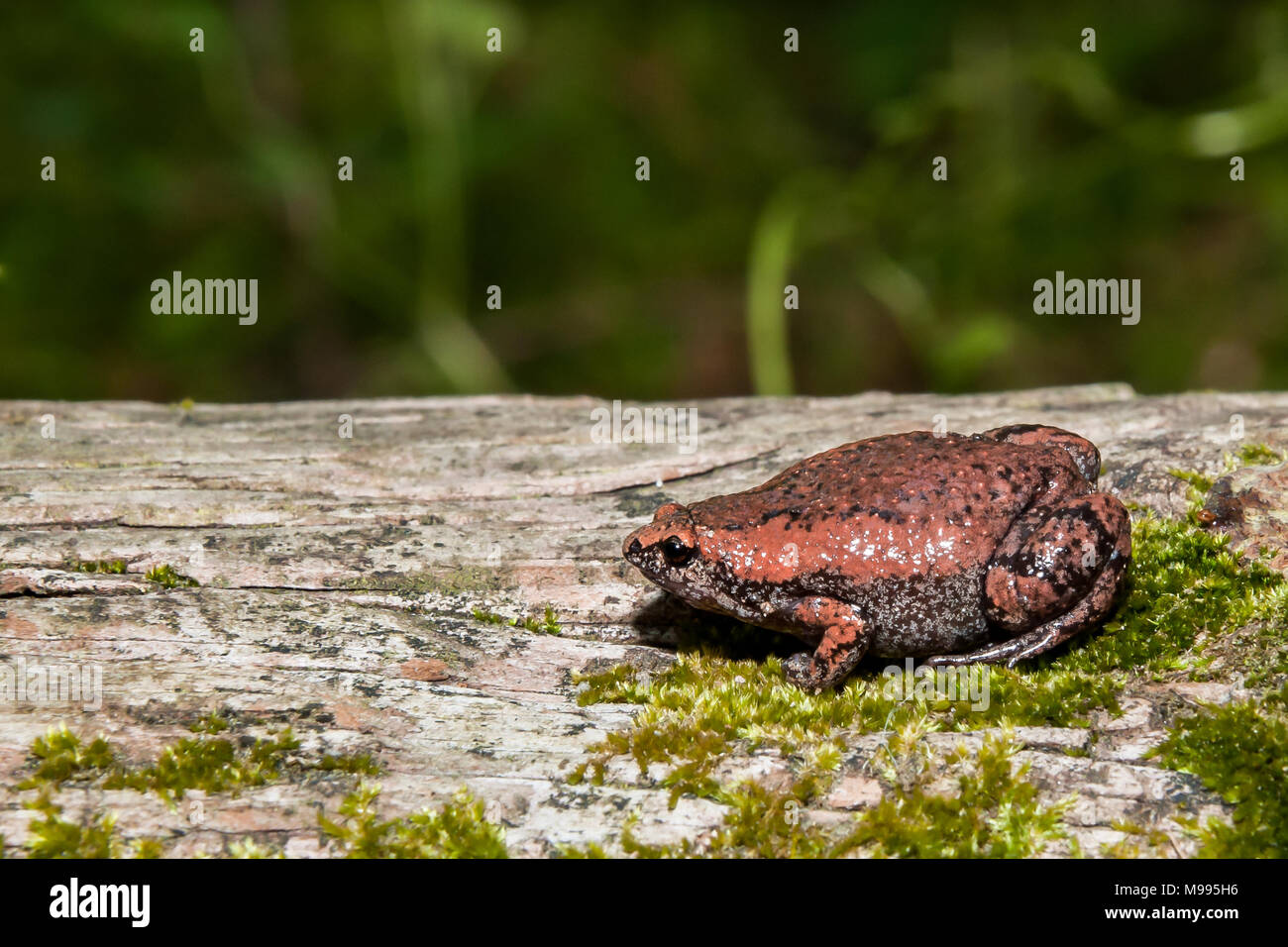 Eastern Narrowmouth Toad (Gastrophryne carolinensis Stock Photo - Alamy