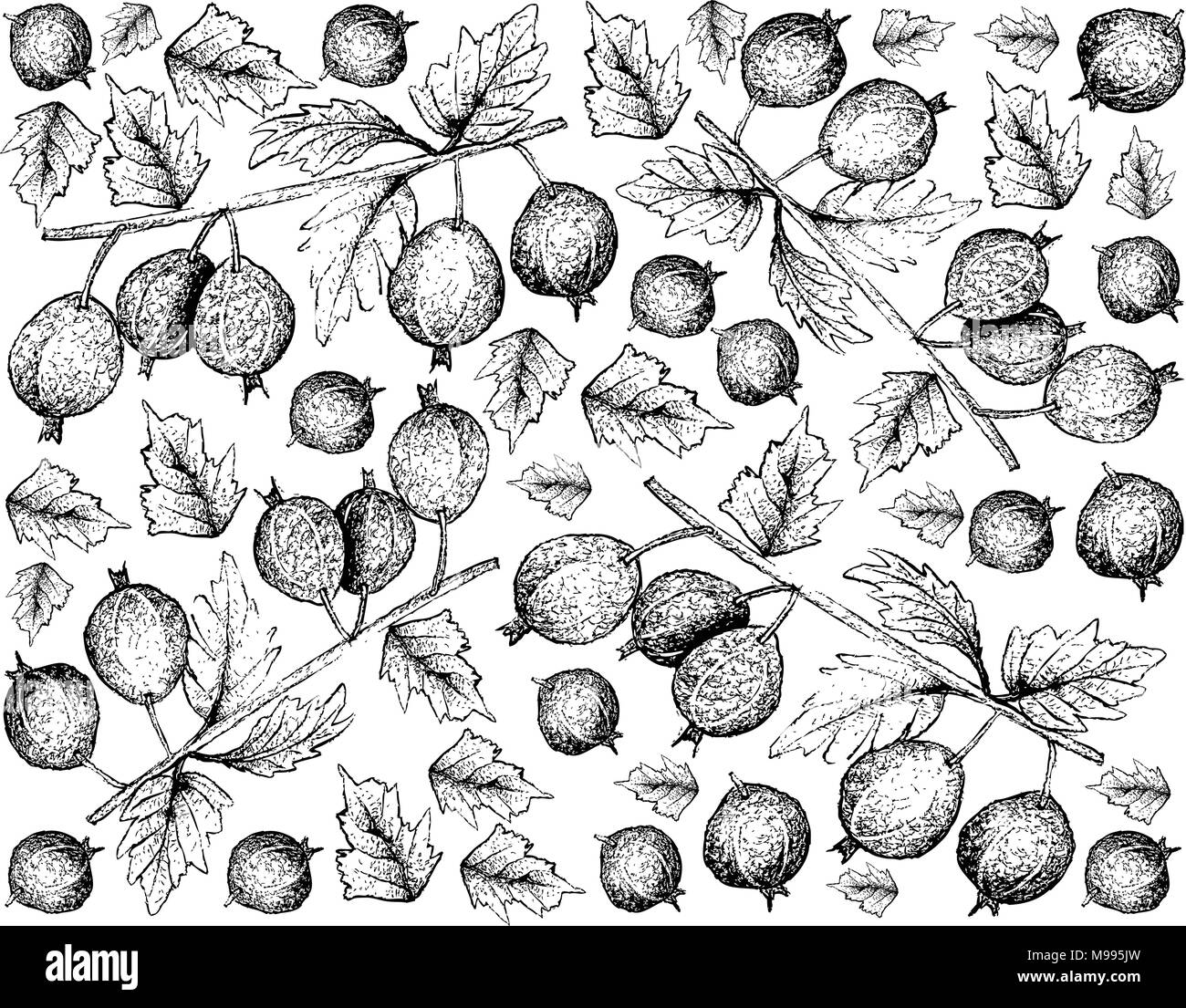 Indian gooseberry vector vectors hi-res stock photography and images ...