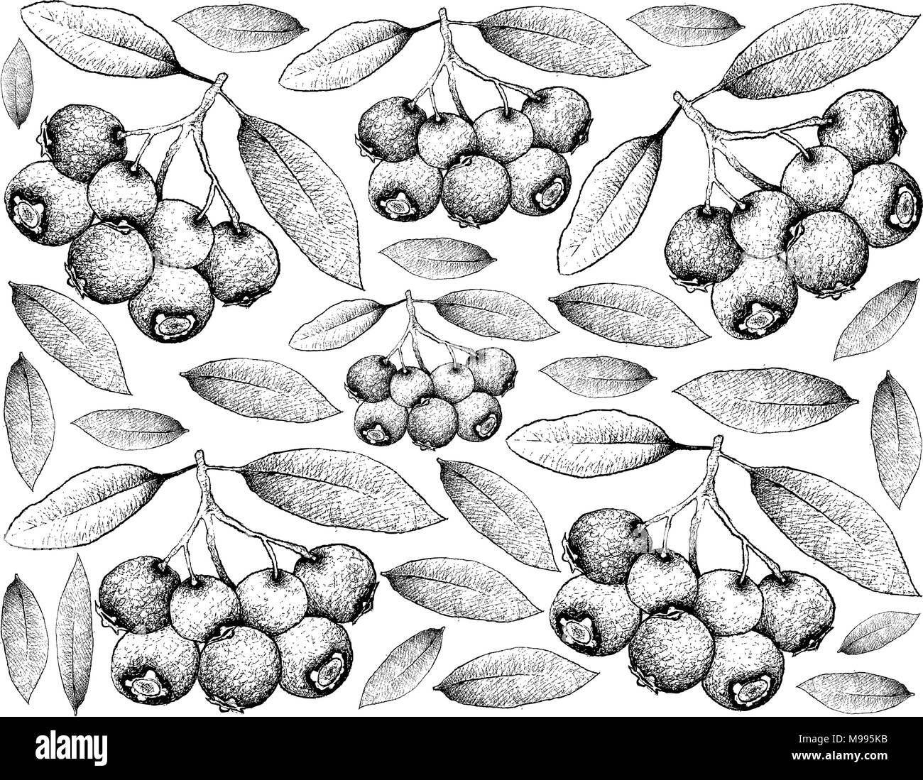 Lilly pilly fruit Stock Vector Images - Alamy