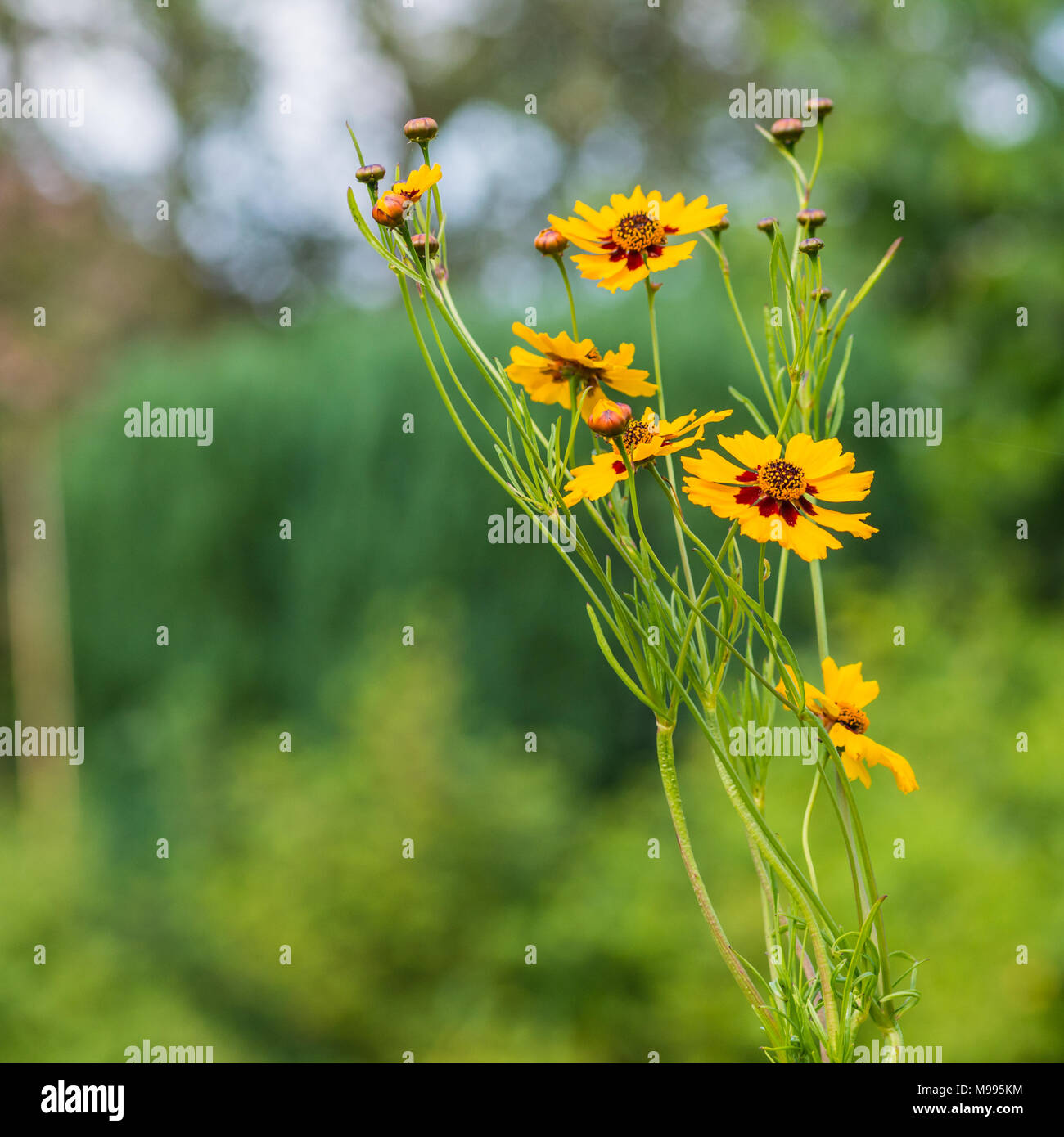 Coreopsis hi-res stock photography and images - Alamy