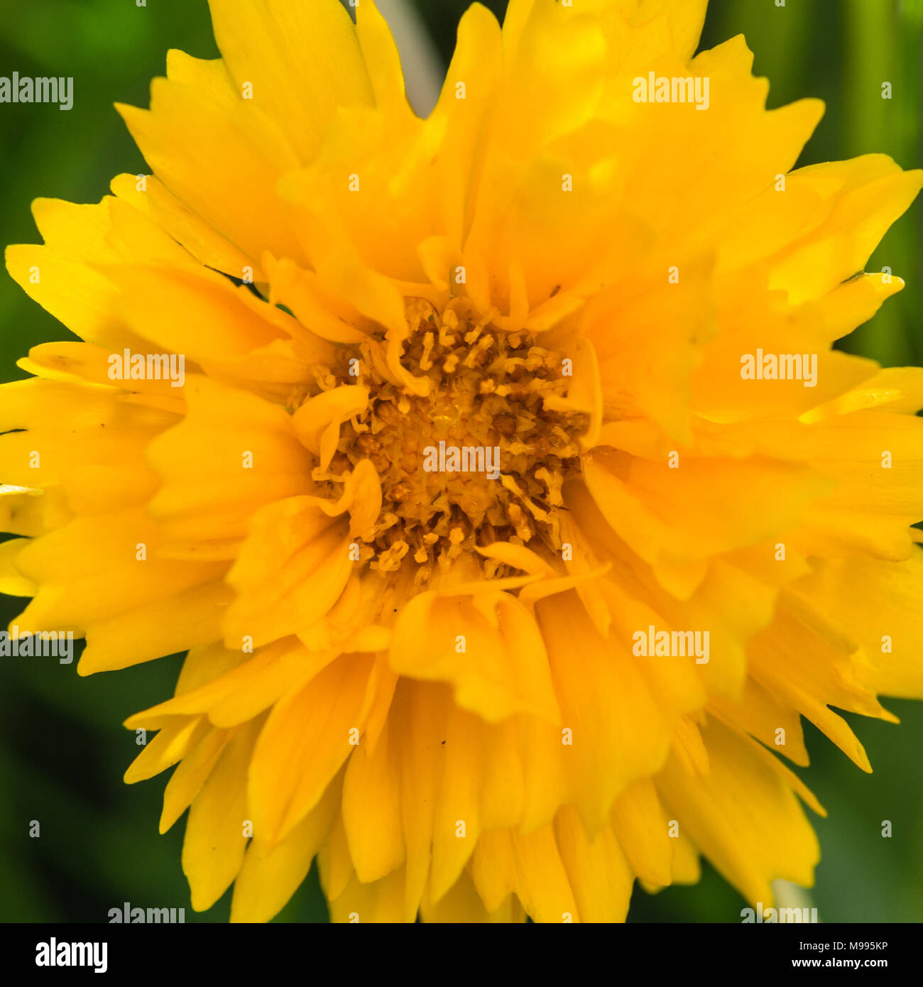 Yellow coreopsis hi-res stock photography and images - Alamy