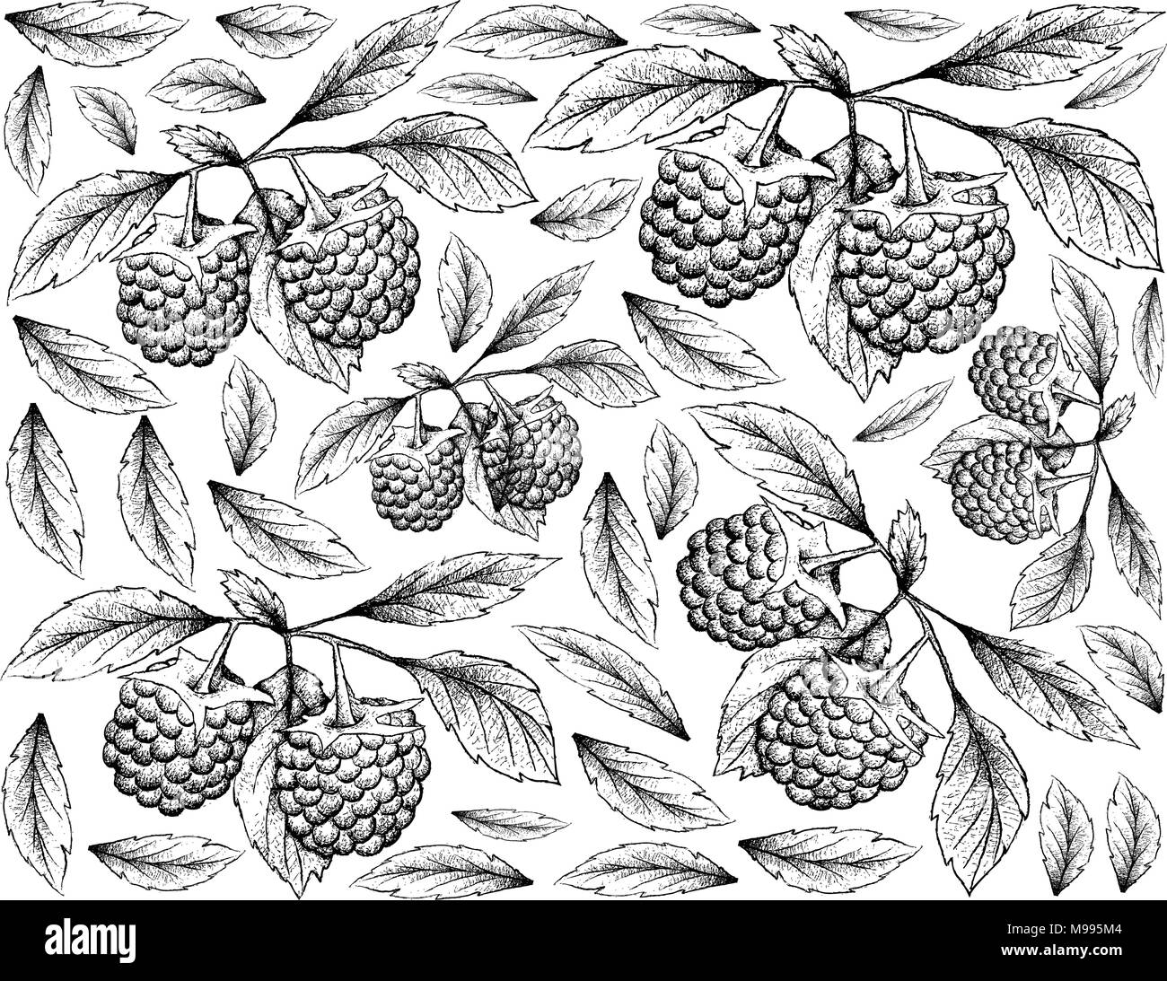 Boysenberry Stock Vector Images - Alamy