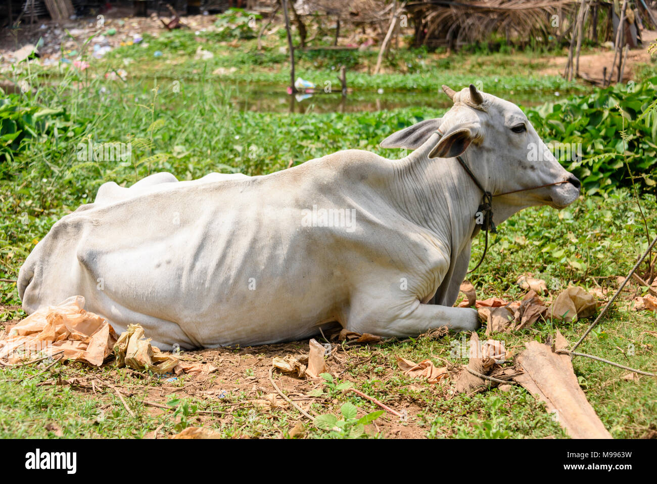 Emaciated cow hi-res stock photography and images - Alamy