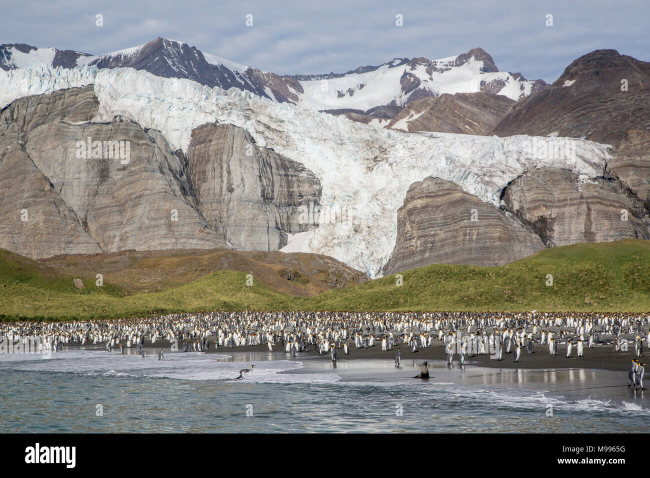 view of Gold Harbour, South Georgia., showing glacier and king penguin ...