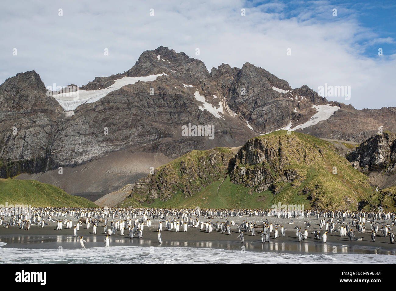 view of Gold Harbour, South Georgia., showing glacier and king penguin ...
