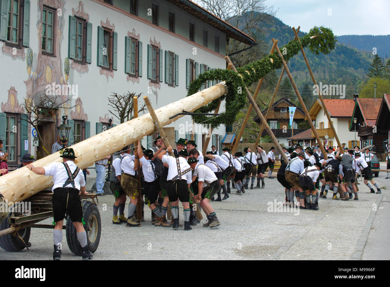 setting up a decorated tree as maypole in Bavaria Stock Photo - Alamy