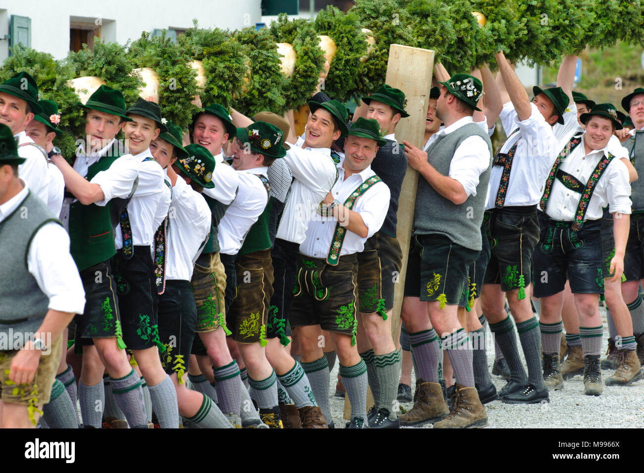 setting up a decorated tree as maypole in Bavaria Stock Photo - Alamy