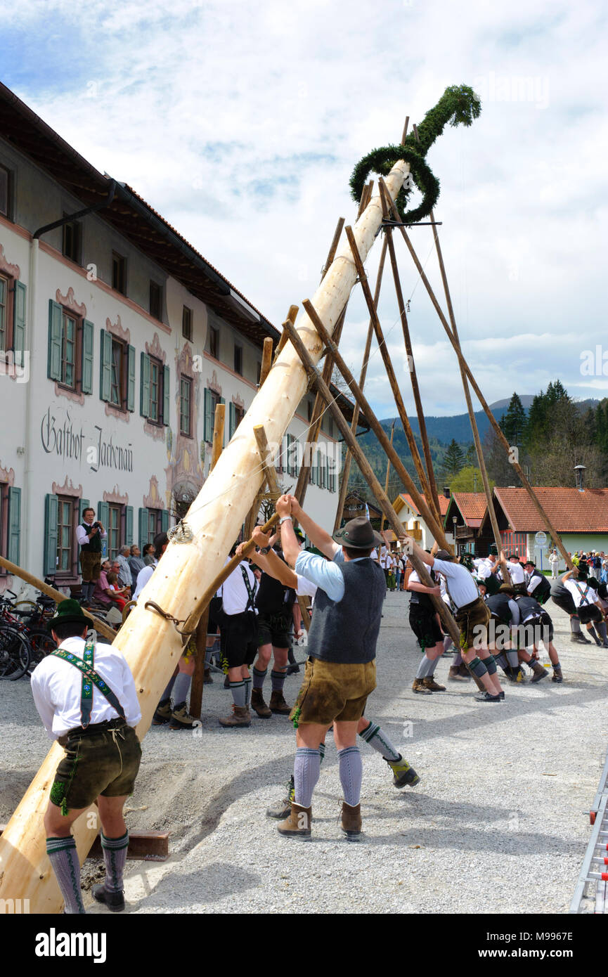 setting up a decorated tree as maypole in Bavaria Stock Photo - Alamy