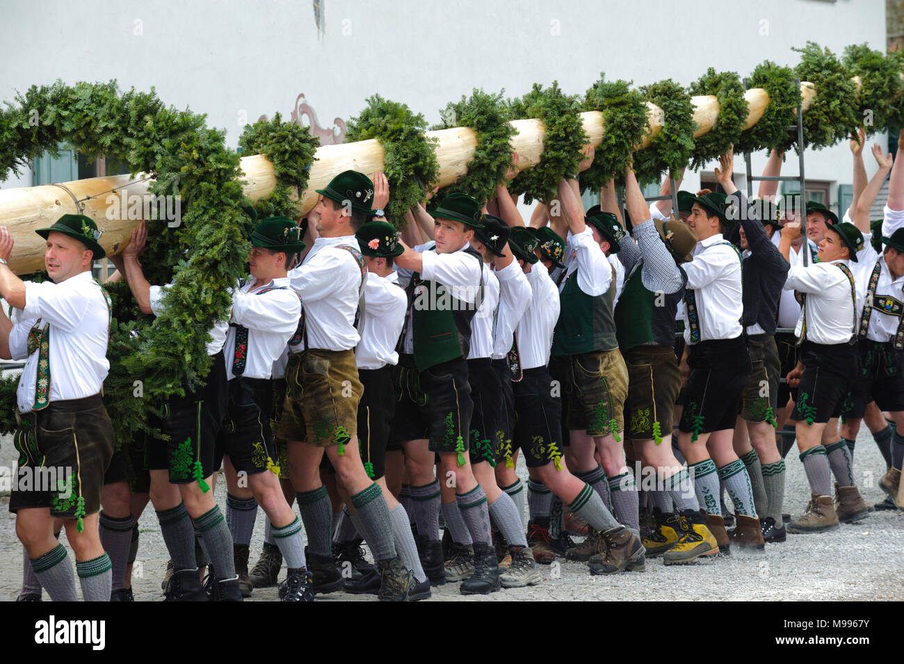 setting up a decorated tree as maypole in Bavaria Stock Photo - Alamy