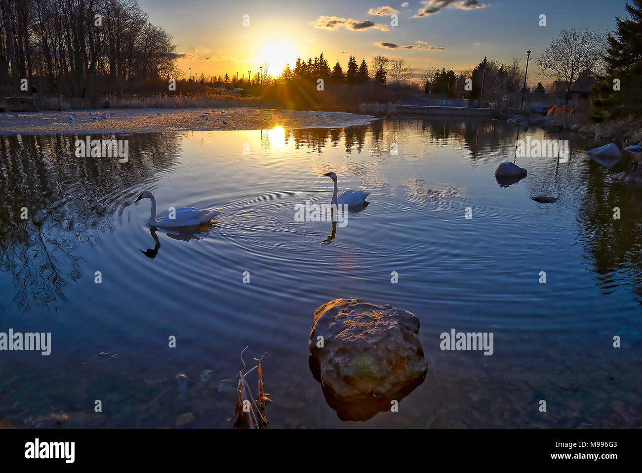 Landscape - swan in nature - sunset at Swan Lake in spring Stock Photo ...