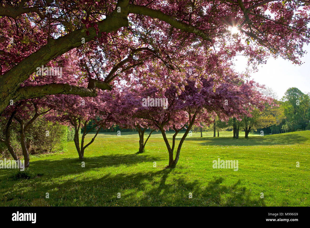 Crab apple trees in full bloom in springtime in Toronto, Ontario ...