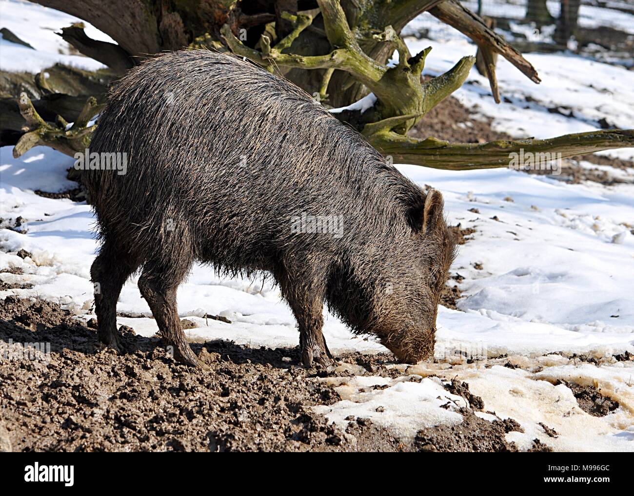 Pig predator hi-res stock photography and images - Alamy