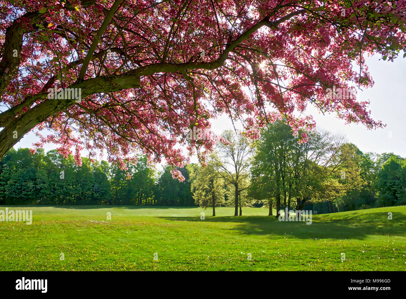 Crab apple trees in bloom hi-res stock photography and images - Alamy