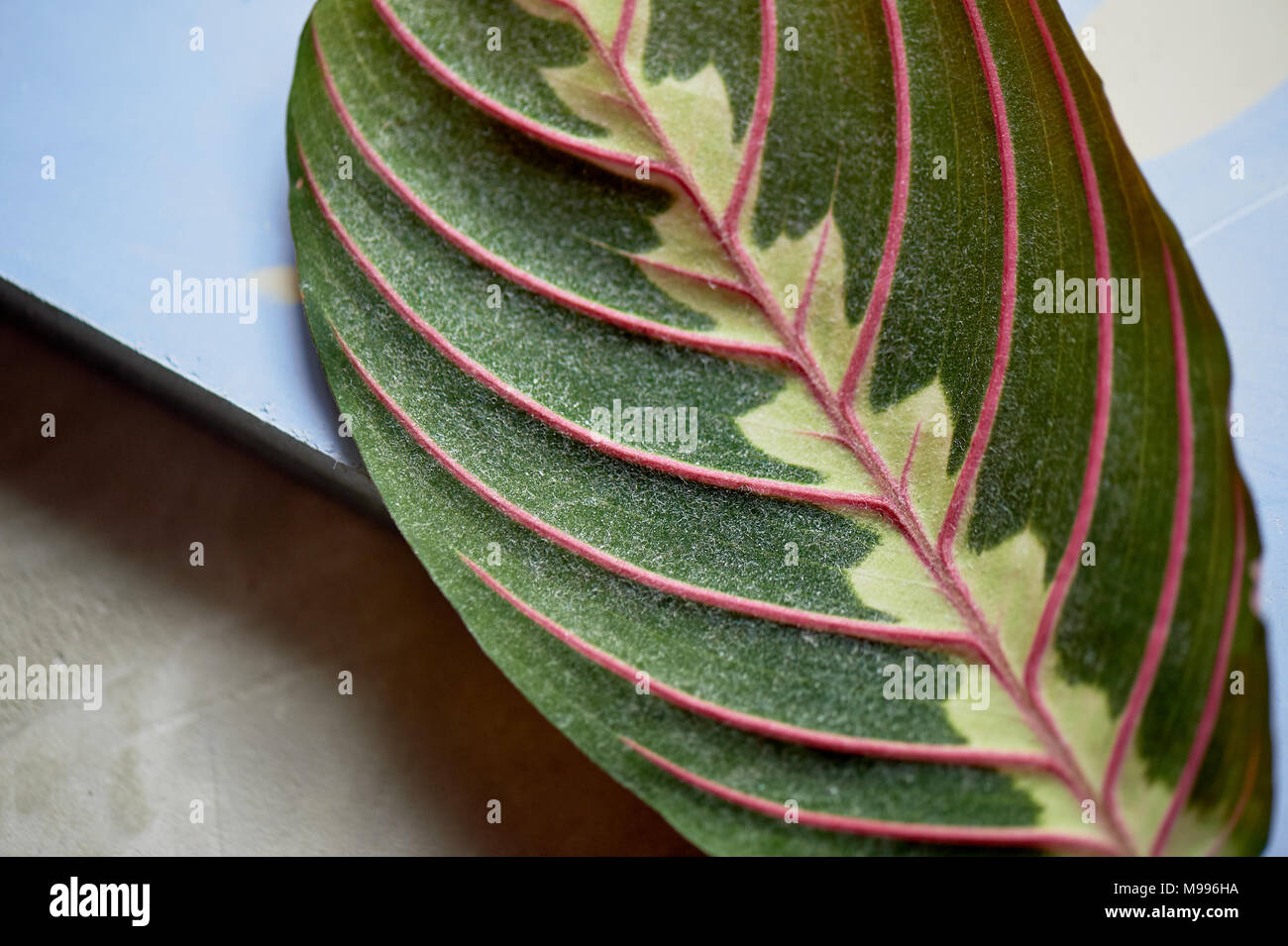 Leaf with red veins in the macro.Abstract background. Closely Stock ...