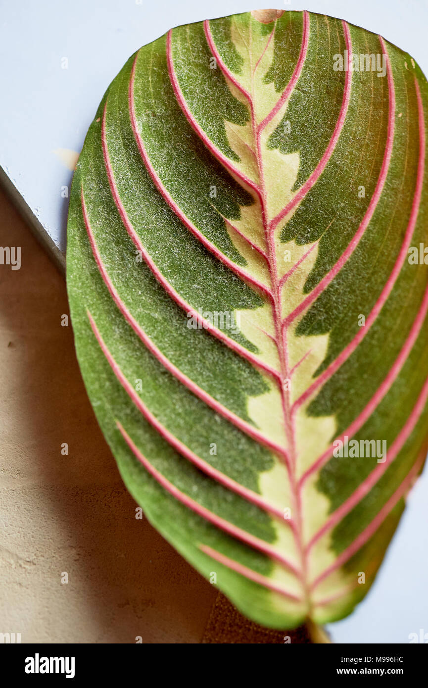 Leaf with red veins in the macro.Abstract background. Closely Stock ...