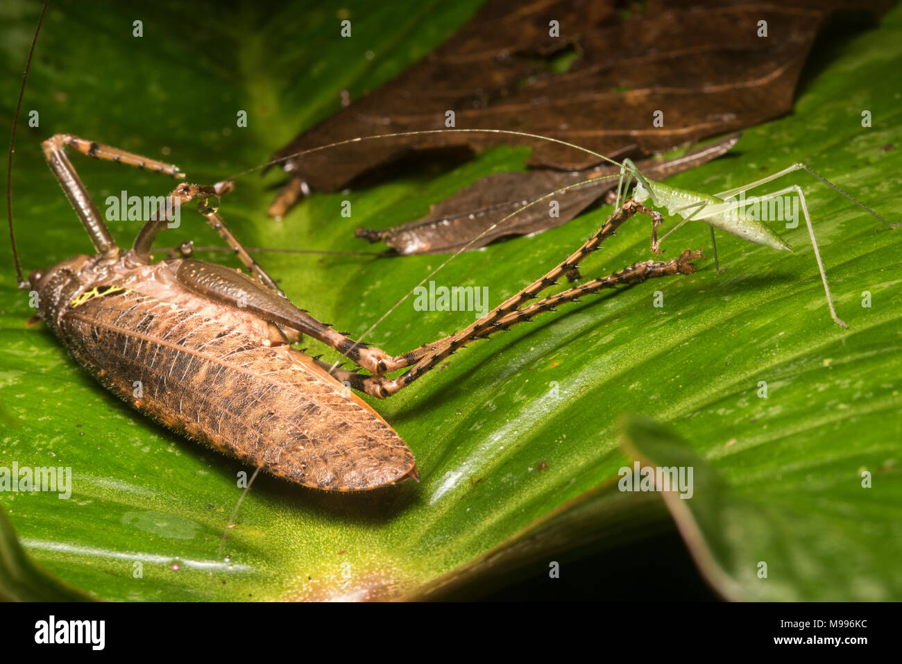 Brown katydid hi-res stock photography and images - Alamy