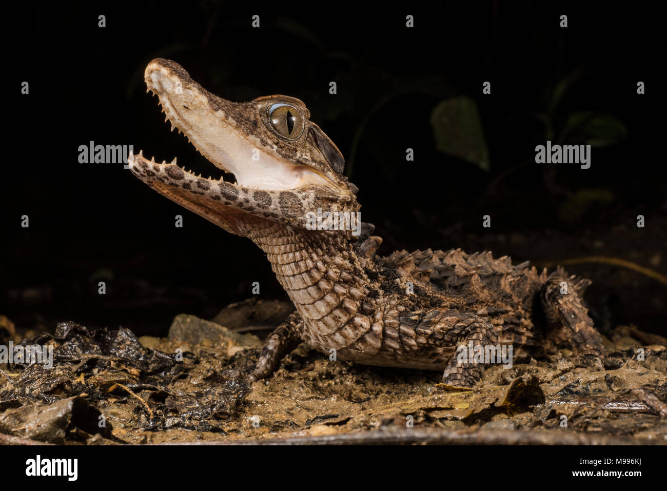 Schneiders dwarf caiman fronted dwarf hi-res stock photography and ...