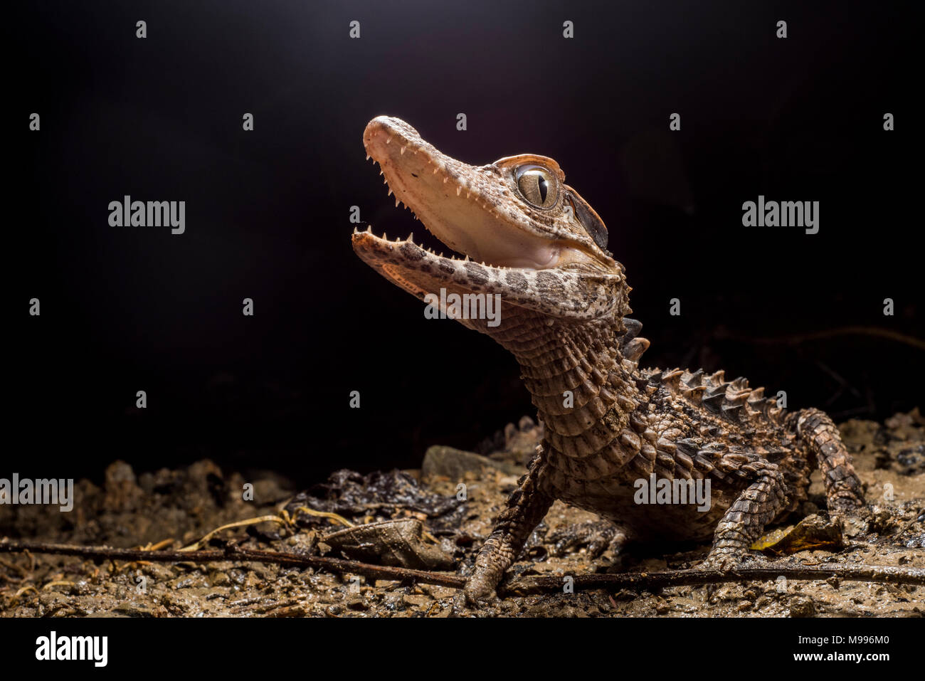 A smooth fronted caiman (Paleosuchus trigonatus), a species from the ...
