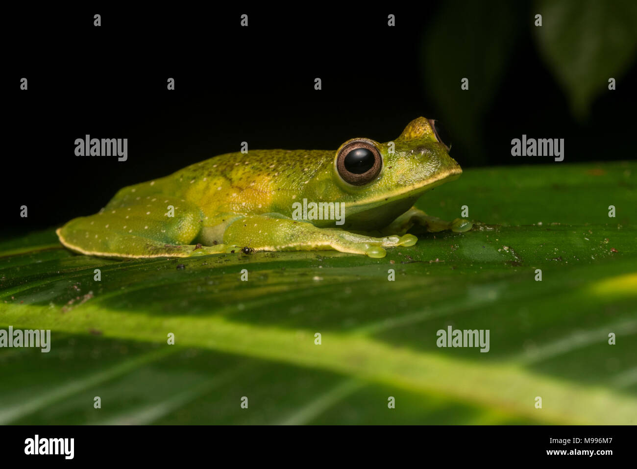 A elusive tree frog, the roque treefrog (Hyloscirtus phyllognathus ...