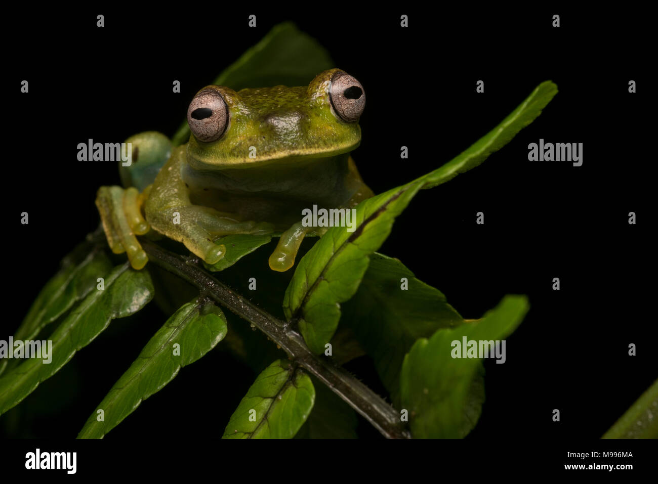 A elusive tree frog, the roque treefrog (Hyloscirtus phyllognathus ...