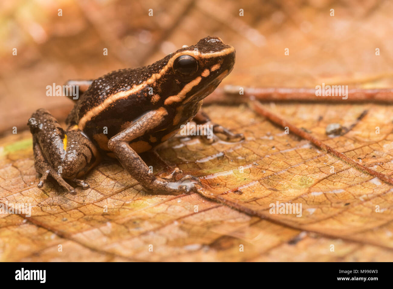 Poorly animals hi-res stock photography and images - Alamy