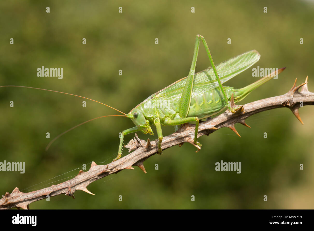 Great Green Bush Cricket, Tettigonia viridissima, Dorset England UK GB ...