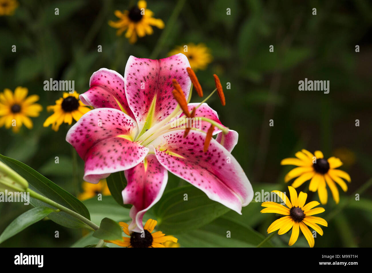 Stargazer lily hi-res stock photography and images - Alamy