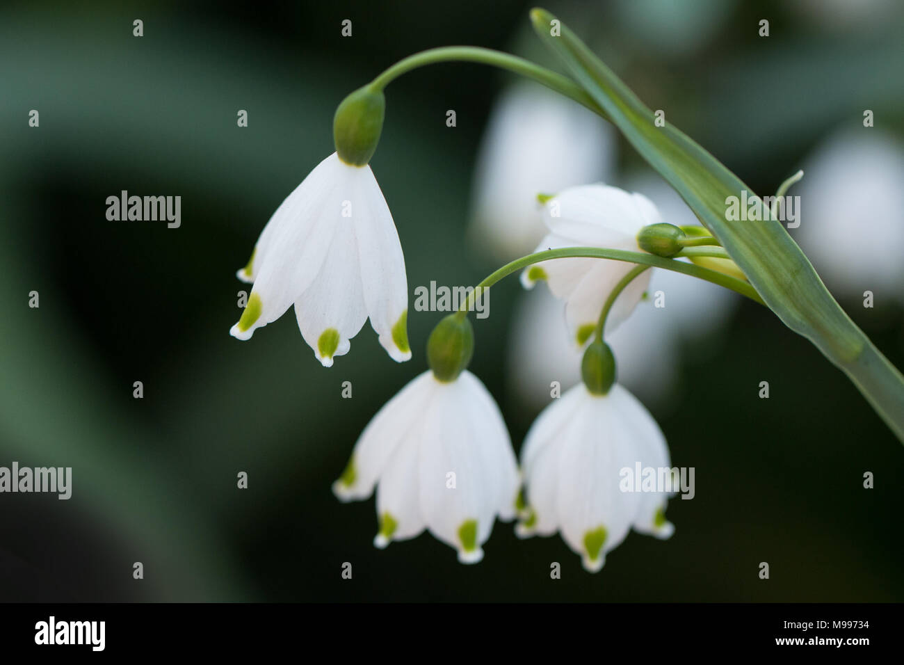Summer snowflake (Leucojum aestivum) growing in a garden in London ...