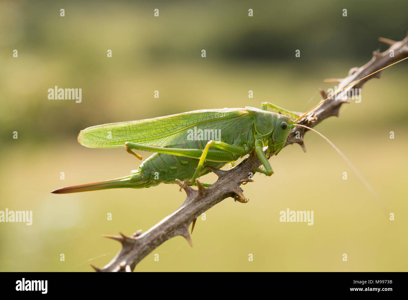 Great green bush cricket uk hi-res stock photography and images - Alamy