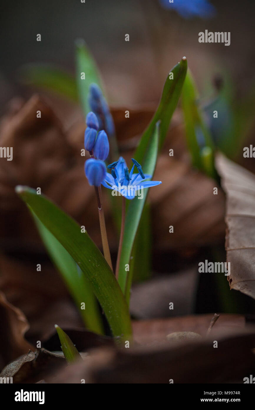 Beautiful first spring tiny blue flowers with unopened buds appearing ...