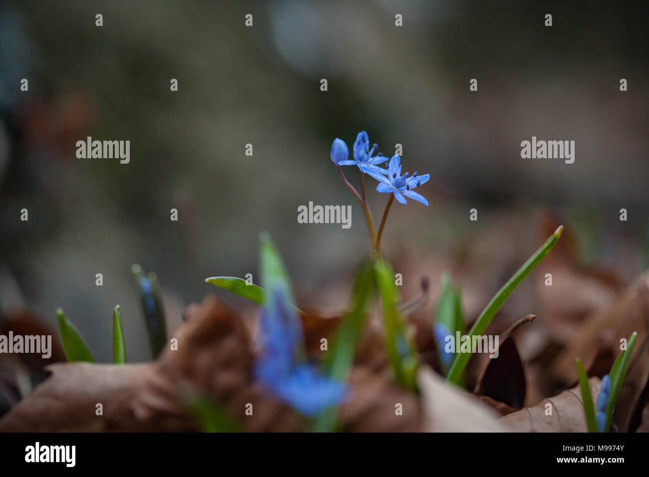 First spring tiny blue wild flowers appearing through old leaves on ...