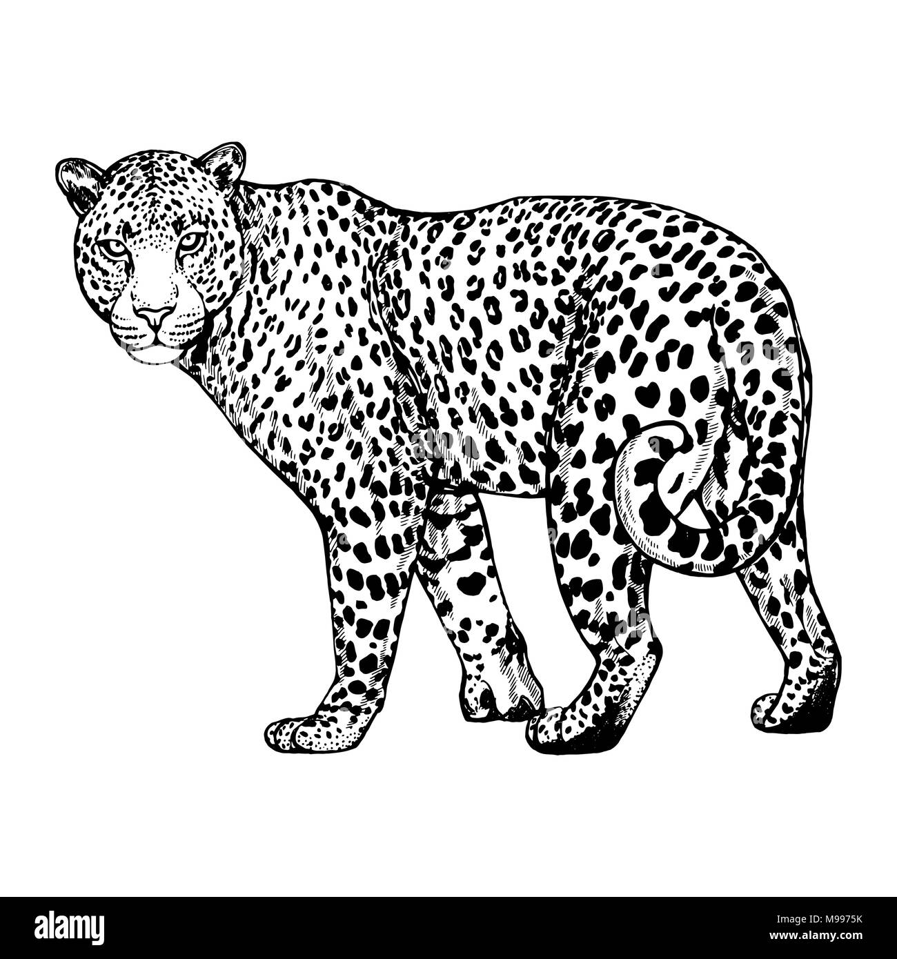 Leopard Drawing