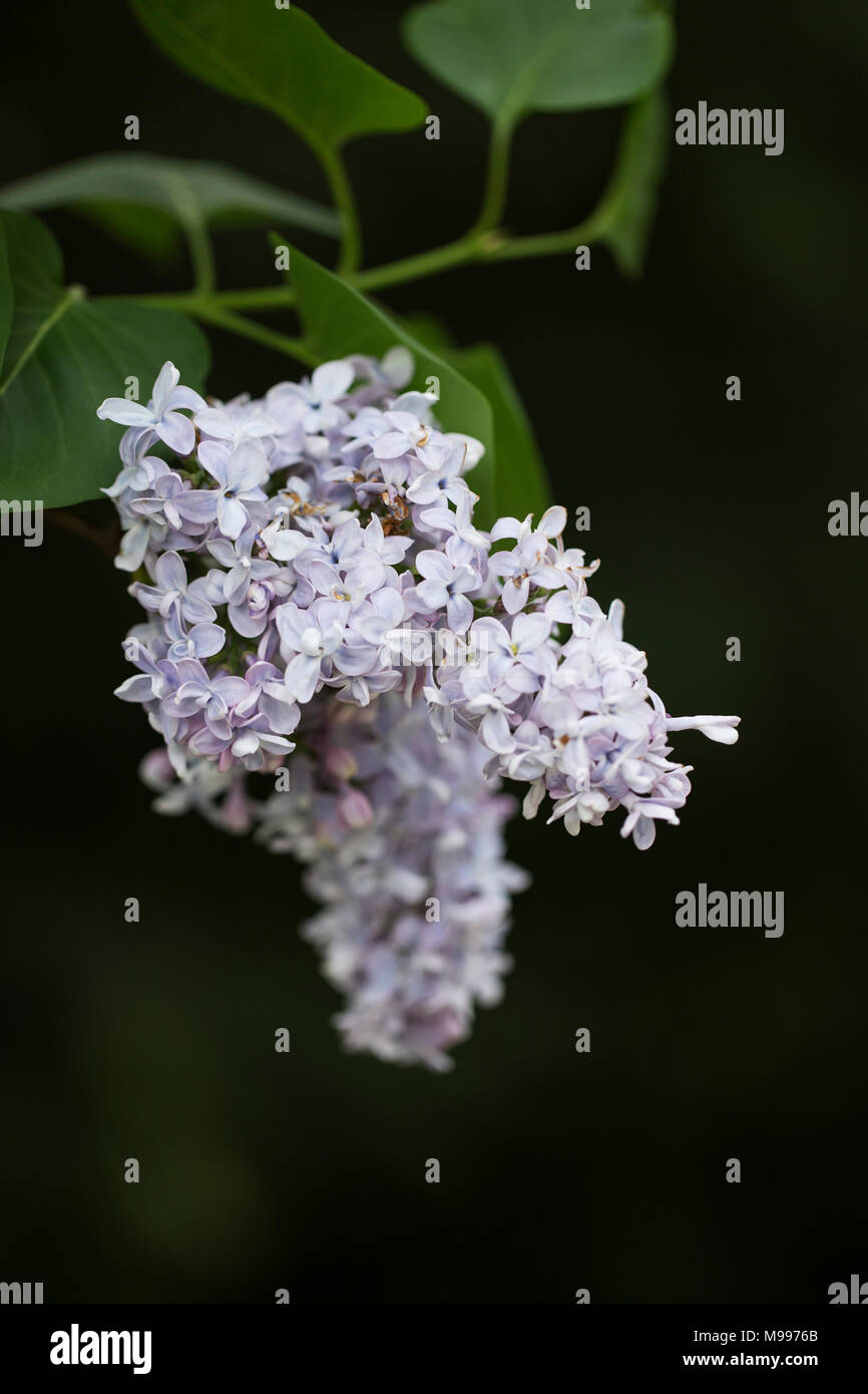 Common purple lilac syringa vulgaris hi-res stock photography and ...