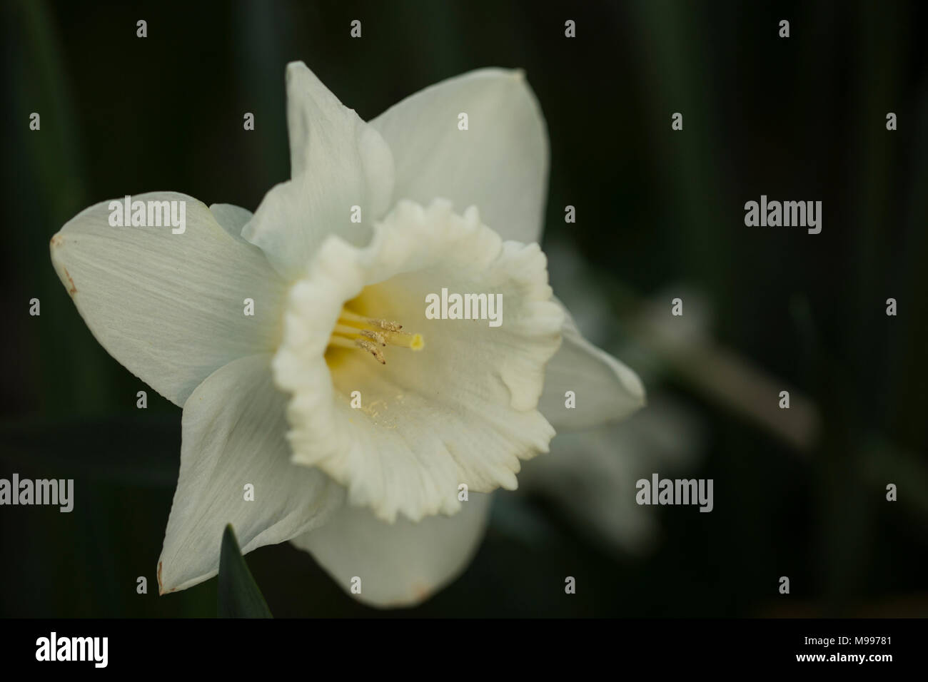 White trumpet hi-res stock photography and images - Alamy