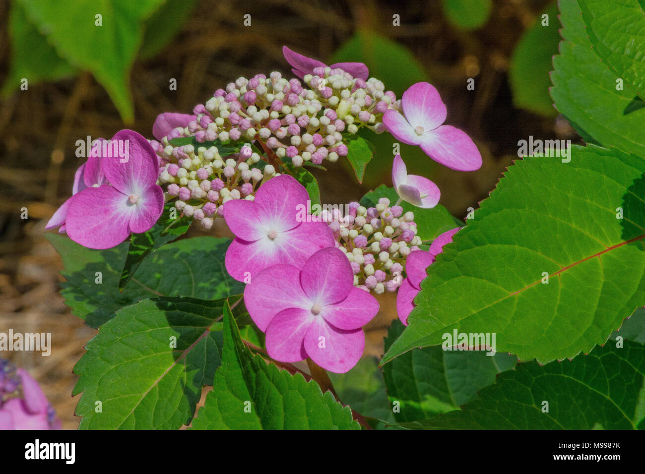 Lace cap hydrangea hi-res stock photography and images - Alamy