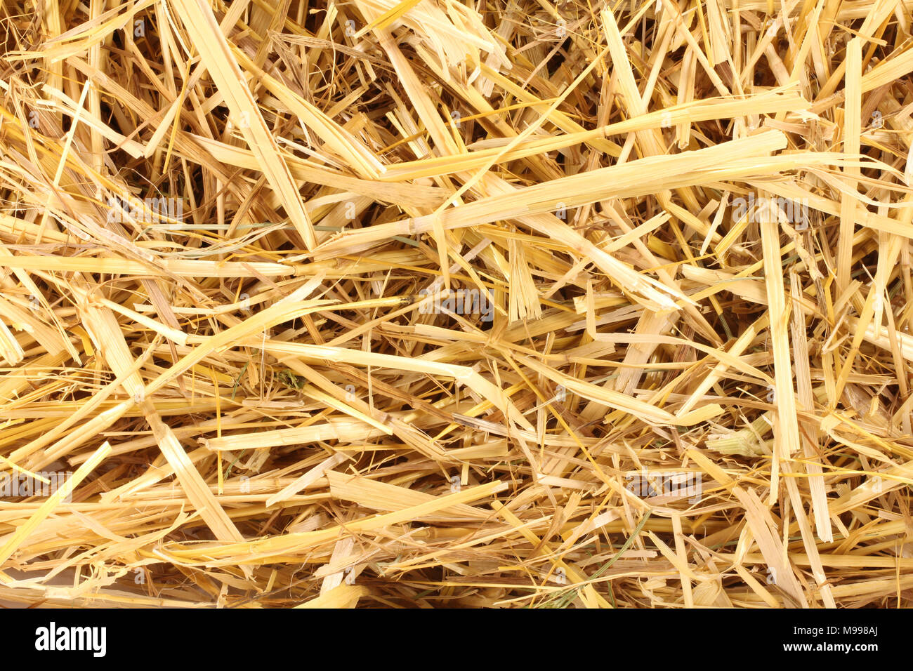 Stalk straw hi-res stock photography and images - Alamy