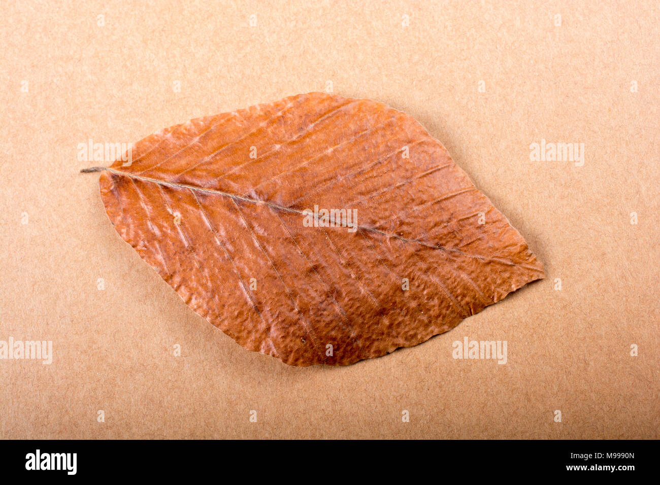 Dry Autumn leaf placed on a paper texture background Stock Photo - Alamy