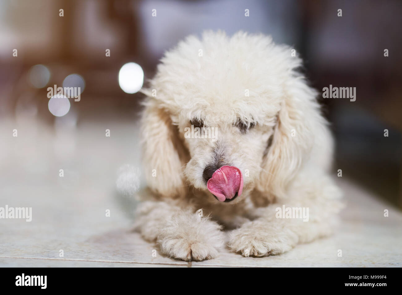 Poodle dog licking his nose on blurred background Stock Photo - Alamy