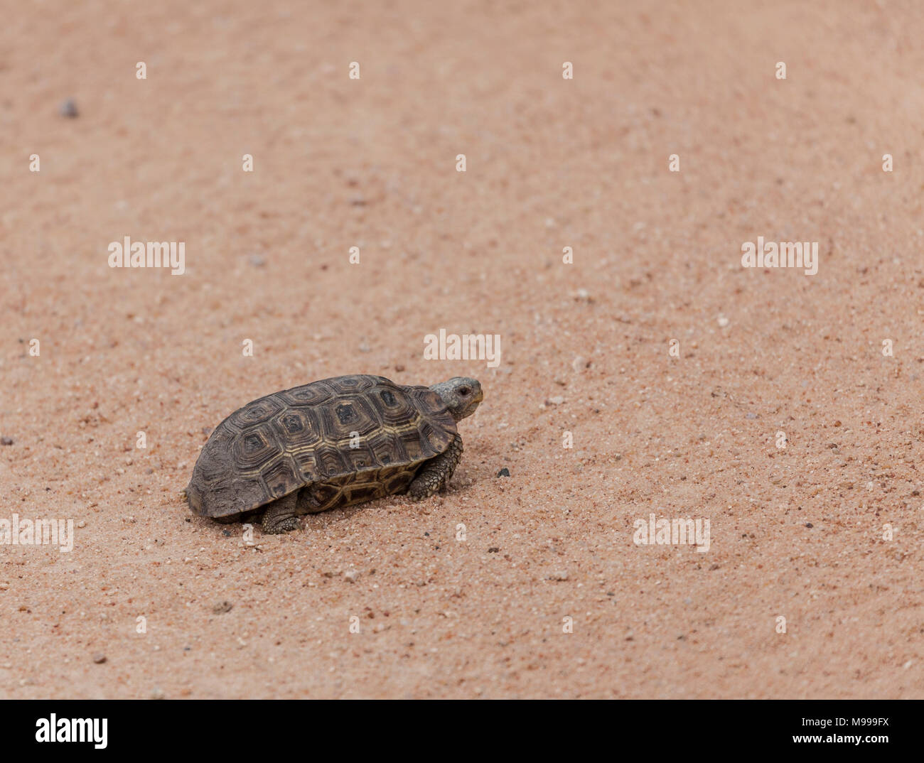 Kinixys belliana spekii hi-res stock photography and images - Alamy