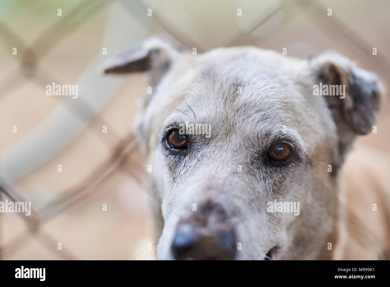 Dog eyes behind net close up. Guard dog portrait Stock Photo - Alamy