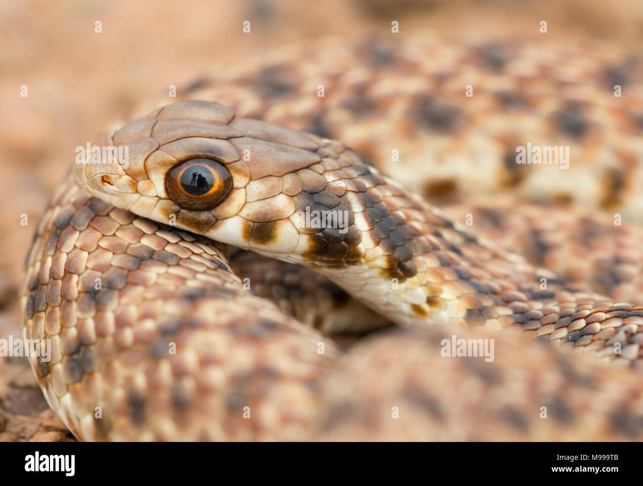 Desert cobra snake hi-res stock photography and images - Alamy