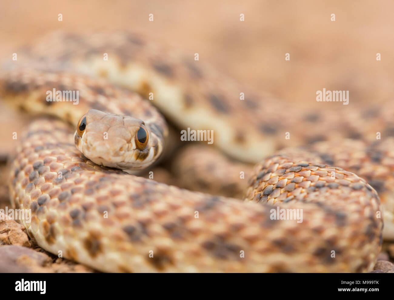 False Cobra High Resolution Stock Photography and Images - Alamy