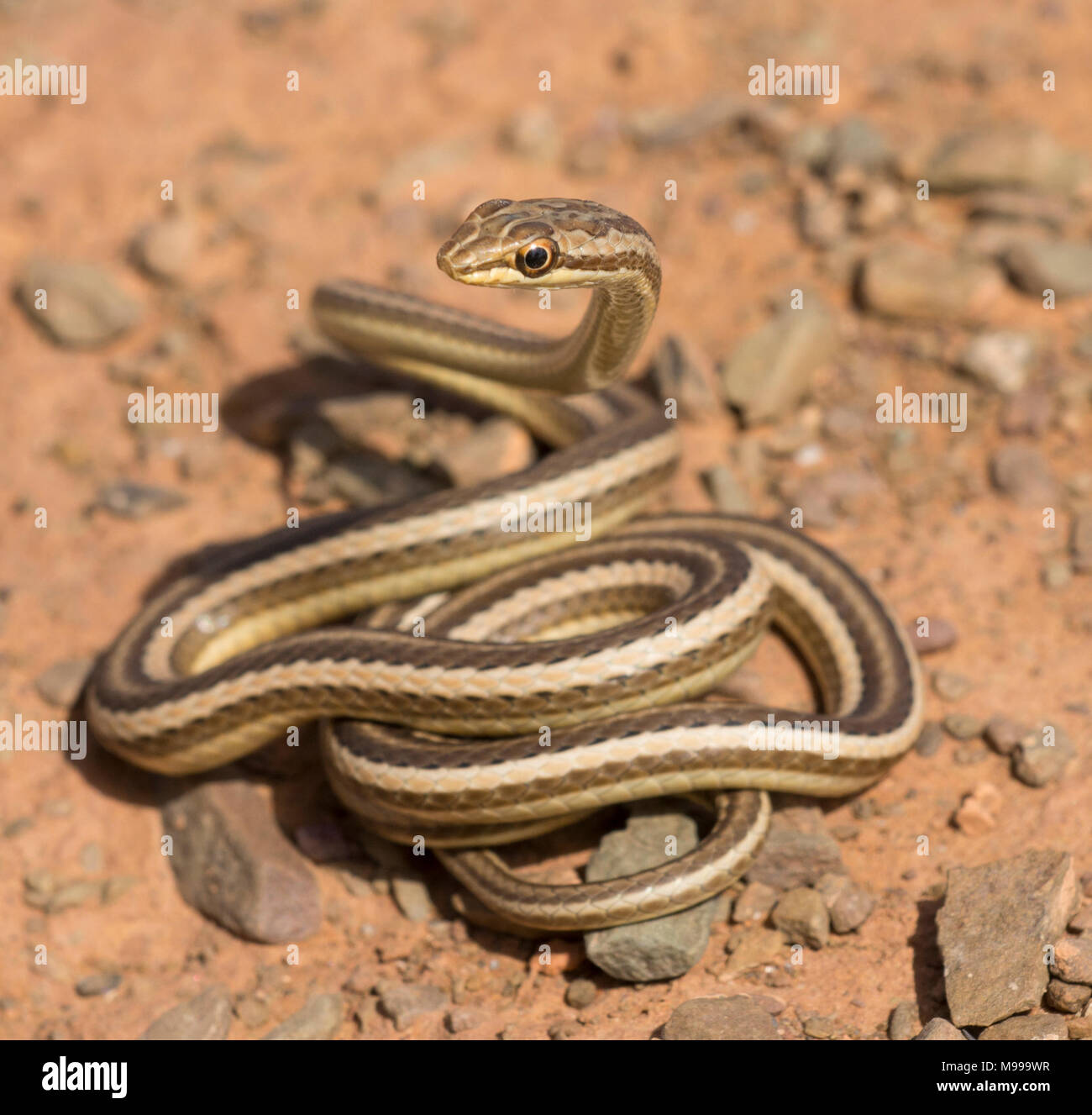 Striped juvenile schokari sand racer hi-res stock photography and ...