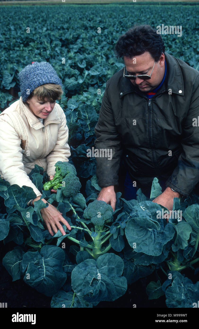 County Extension agent and a commercial broccoli grower examine a plant ...