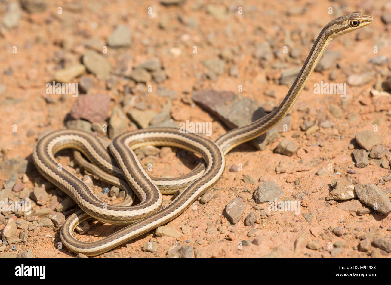 Psammophis schokari hi-res stock photography and images - Alamy