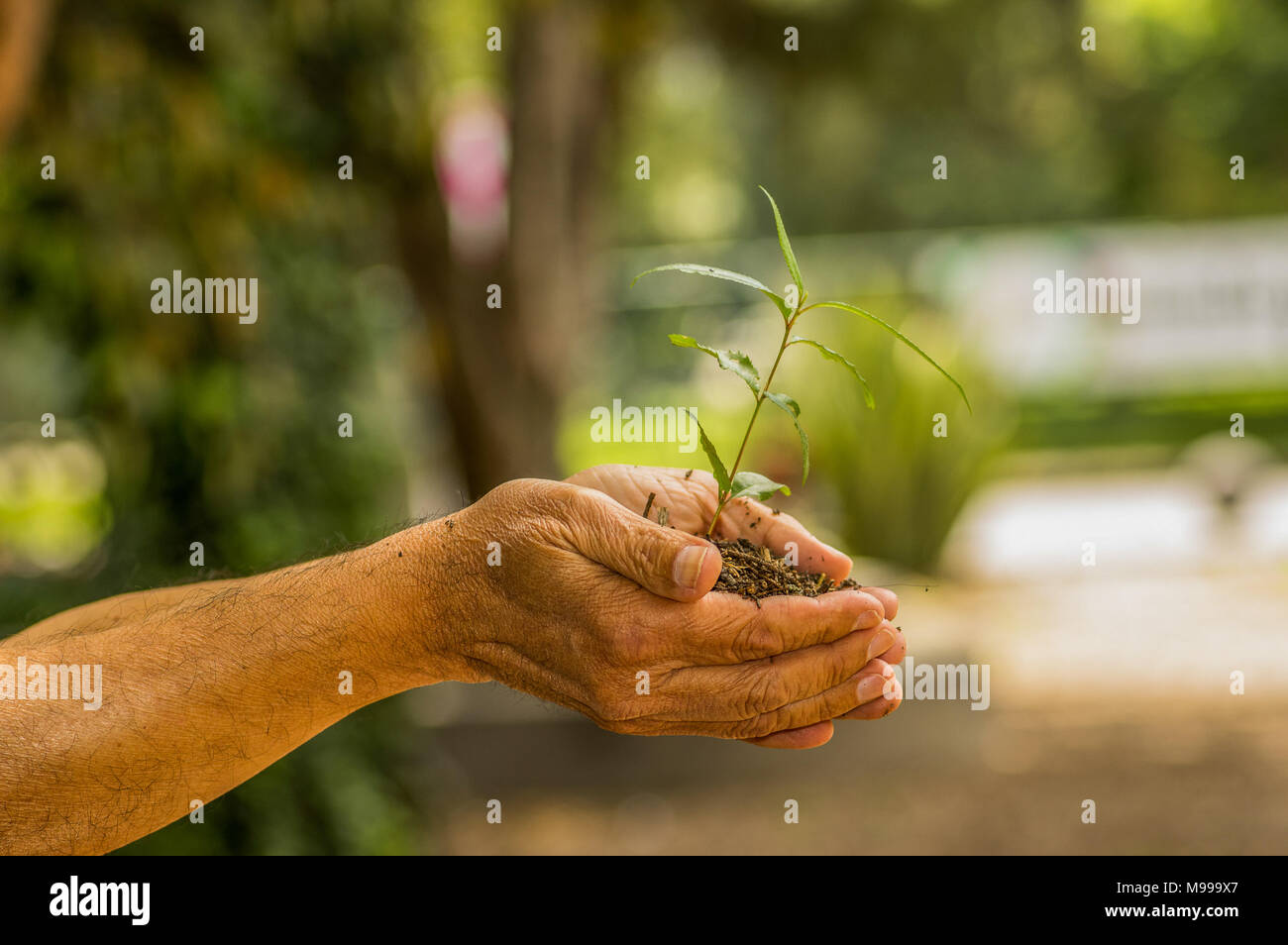 Close up of two hands holding and caring a young green plant, planting ...