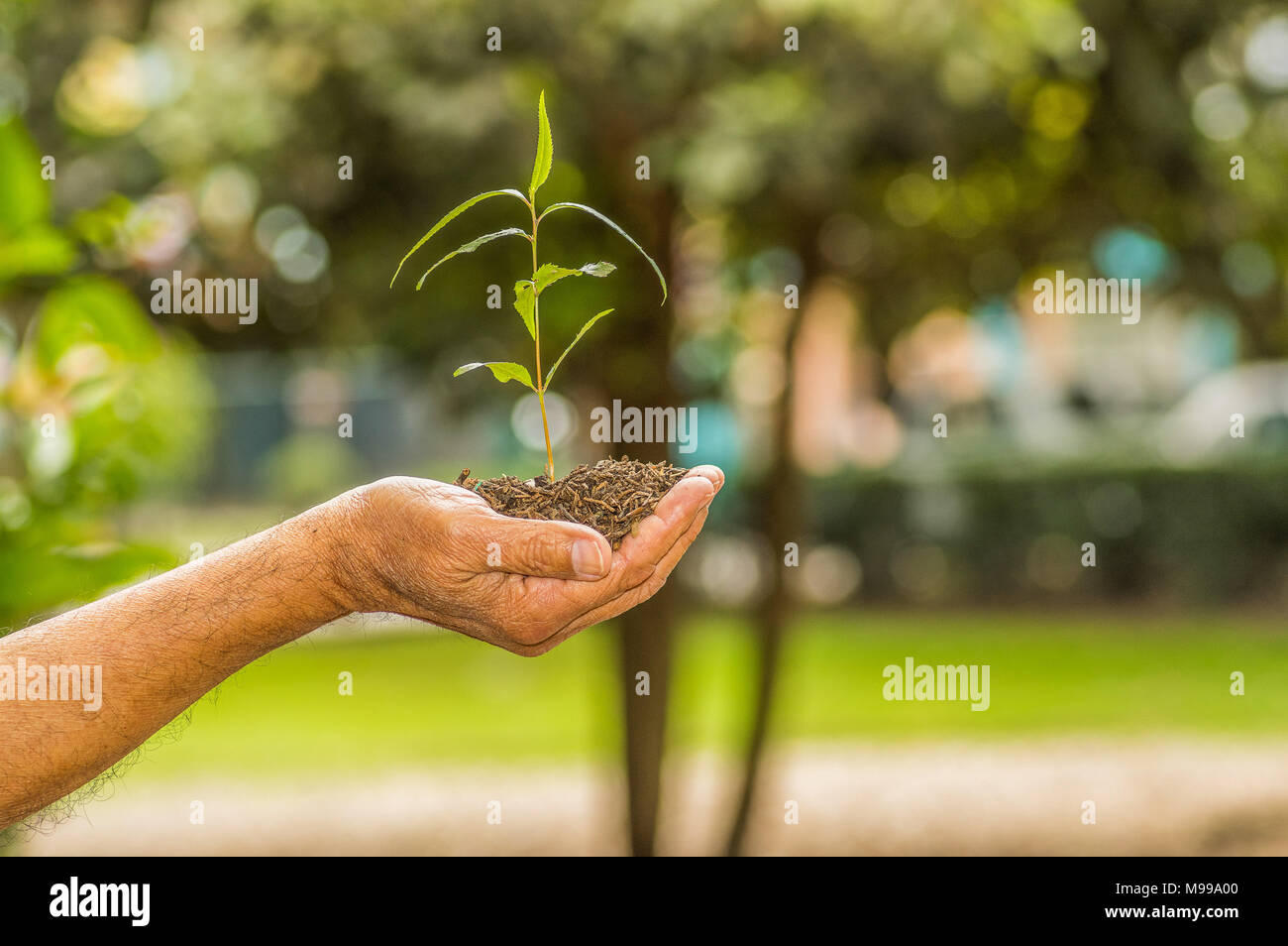 Close up of two hands holding and caring a young green plant, planting ...