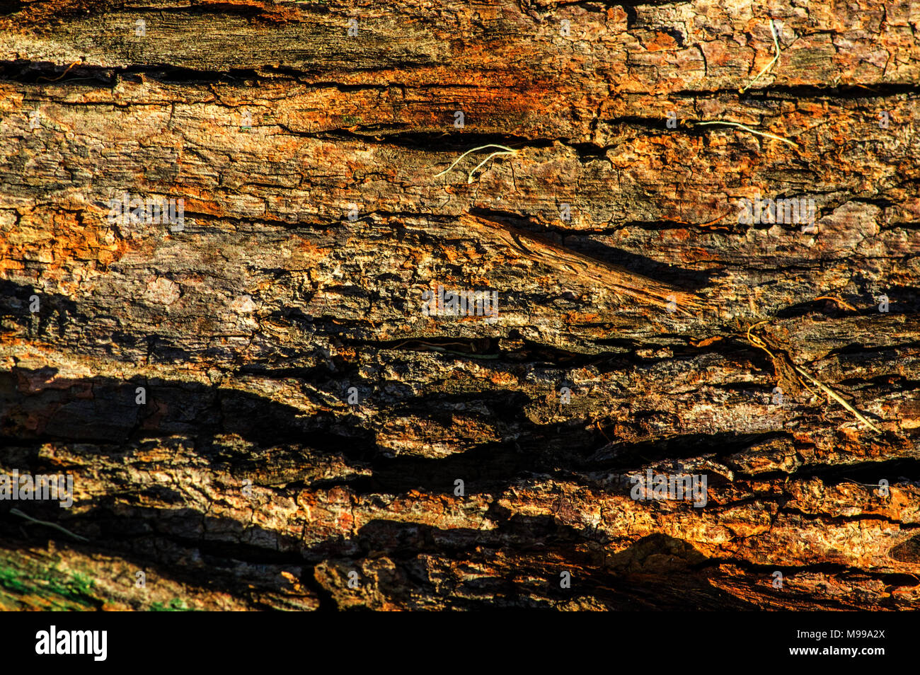 Close up of details of real tree old wooden texture. Wood background ...